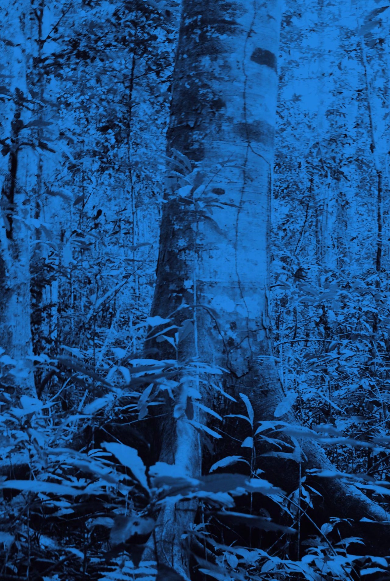 Tree species | GROUPE ROUGIER