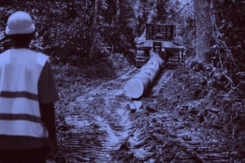 Notre histoire | GROUPE ROUGIER