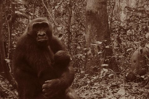 Notre histoire | GROUPE ROUGIER