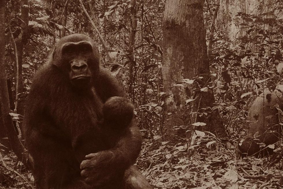 Notre histoire | GROUPE ROUGIER