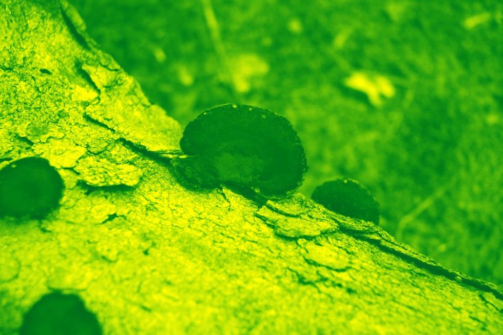 Notre histoire | GROUPE ROUGIER